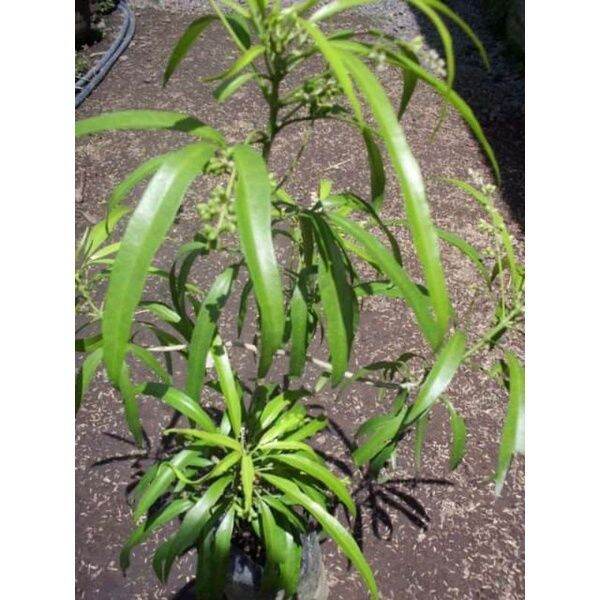 tanaman bunga zodia pengusir nyamuk tanaman ini berbau tajam | Lazada ...