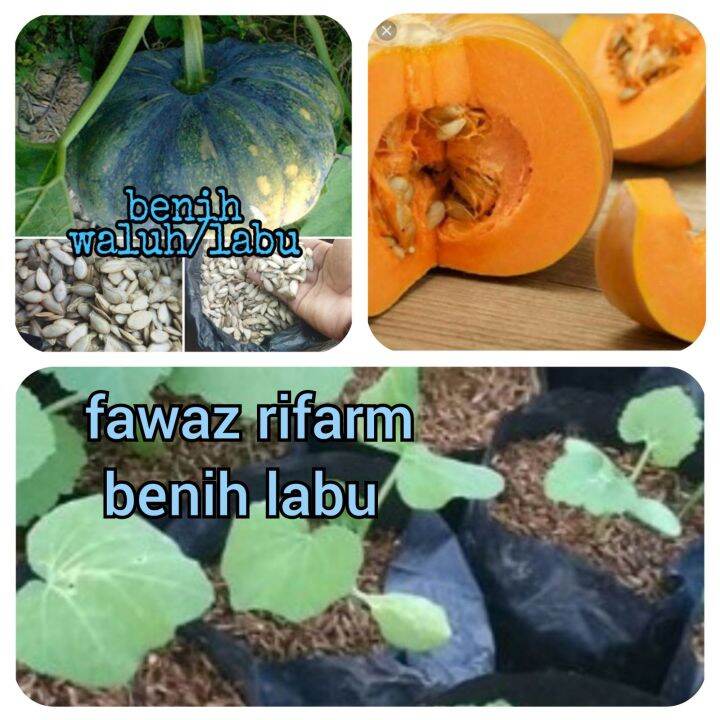 benih labu atau waluh 40 biji | Lazada Indonesia