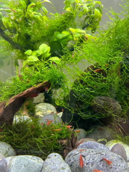 Java Moss plant for Aquarium. Clean, green and healthy Java moss. 15x ...