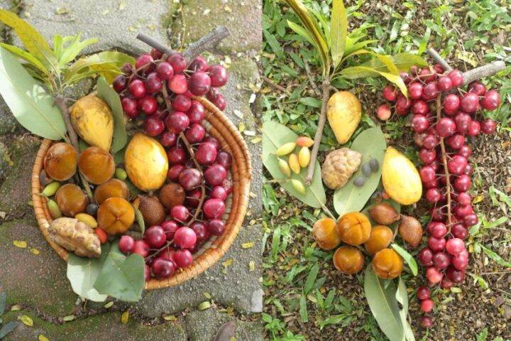 AE Anak Pokok Buah Rokam Manis / Buah Rokam Unik | Lazada