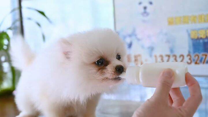 dot kucing baru lahir botol dot susu anak kucing kitten murah gratis ...