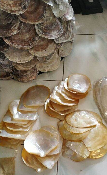 kulit kerang mutiara full polish harga perbiji | Lazada Indonesia