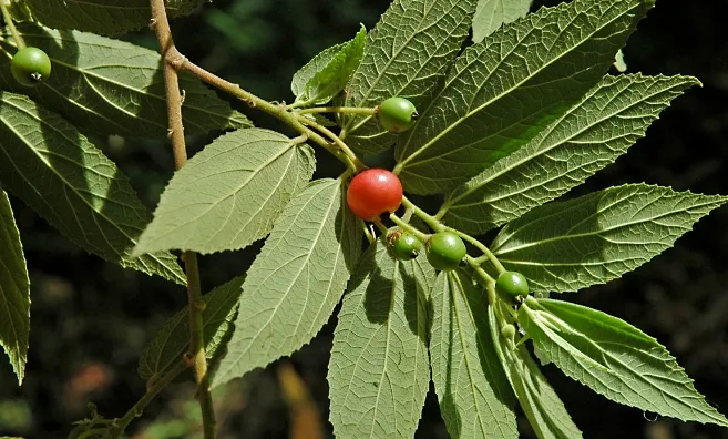 pokok kersen, capolin, palman, ceri hutan, | Lazada