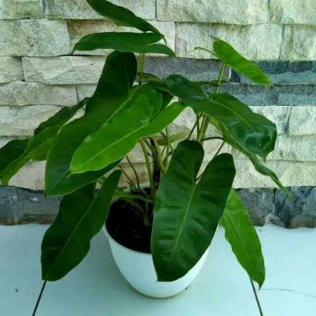 Tanaman hias Philo brekele tanaman hias hidup taman | Lazada Indonesia