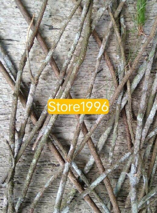 jual ranting pinus pohon Pinus per 5 batangP 40 cm | Lazada Indonesia
