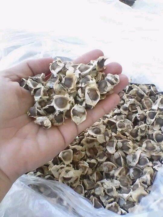 Moringa/Native Malunggay seeds(20seeds) | Lazada PH