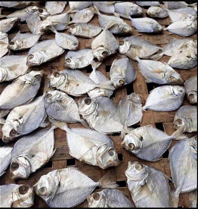 ikan asin petek/pirik 1kg | Lazada Indonesia