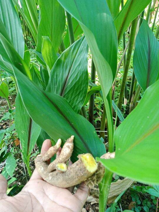 Rizom temu pauh/temu ulam muda | Lazada