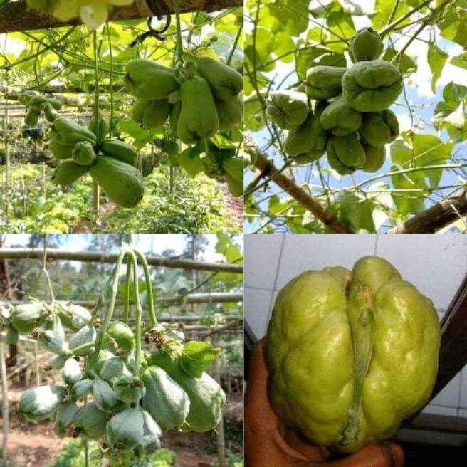 bibit labu siam jenis anggur. labu jepang labu pekon. waluh siem. harga ...