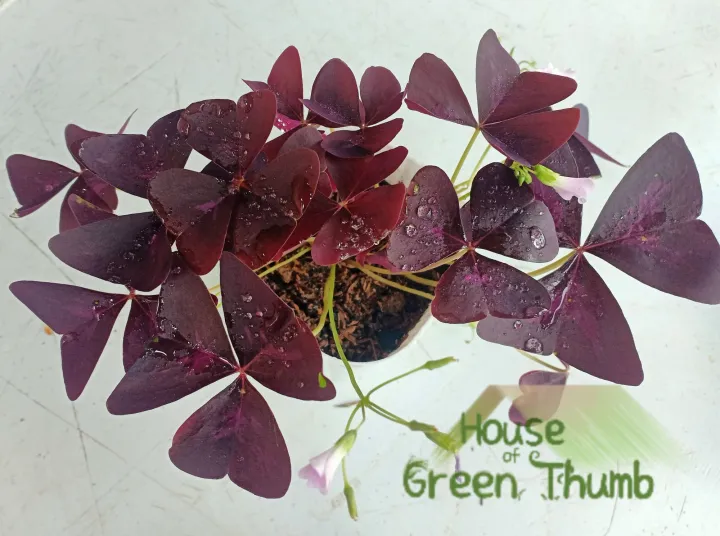 OXALIS TRIANGULARIS or Butterfly plant | Lazada PH