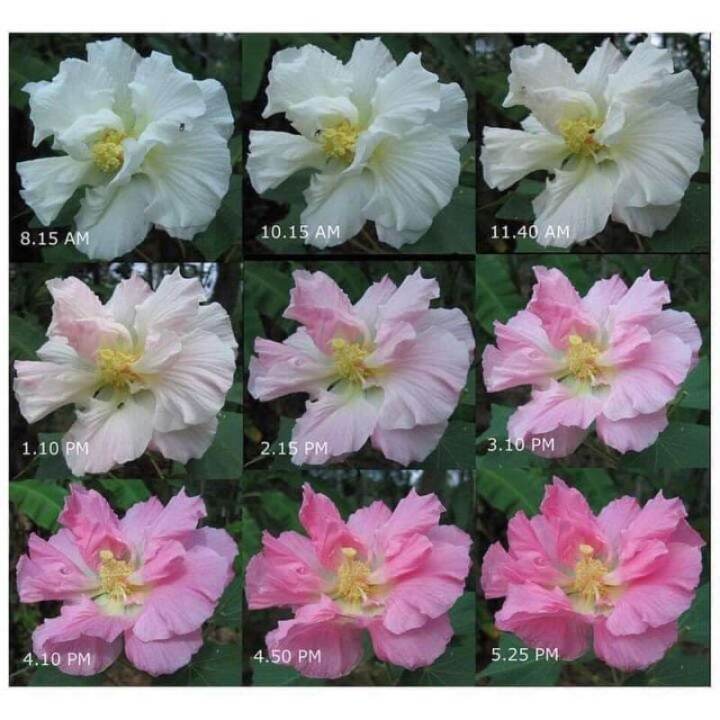 Pokok Bunga Raya Mutabilis laki pukul bini hibiscus | Lazada