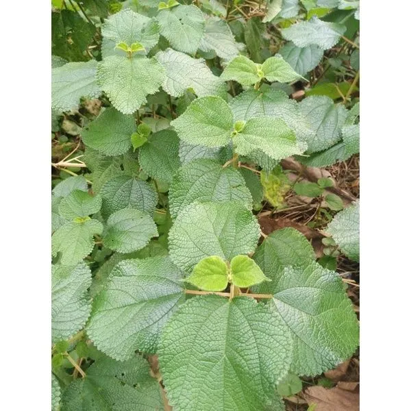 Daun Pulus Segar 100gram | Lazada Indonesia