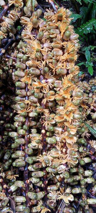 bunga aren 1kg pakan ternak dan lebah | Lazada Indonesia