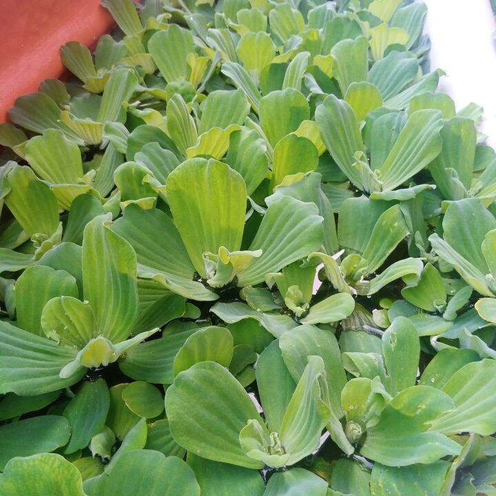 Tanaman apung apu apu XL | Lazada Indonesia