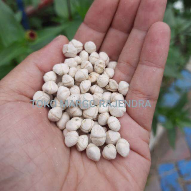 Biji Kelor Kupas 100gr Kernel Moringa | Lazada Indonesia