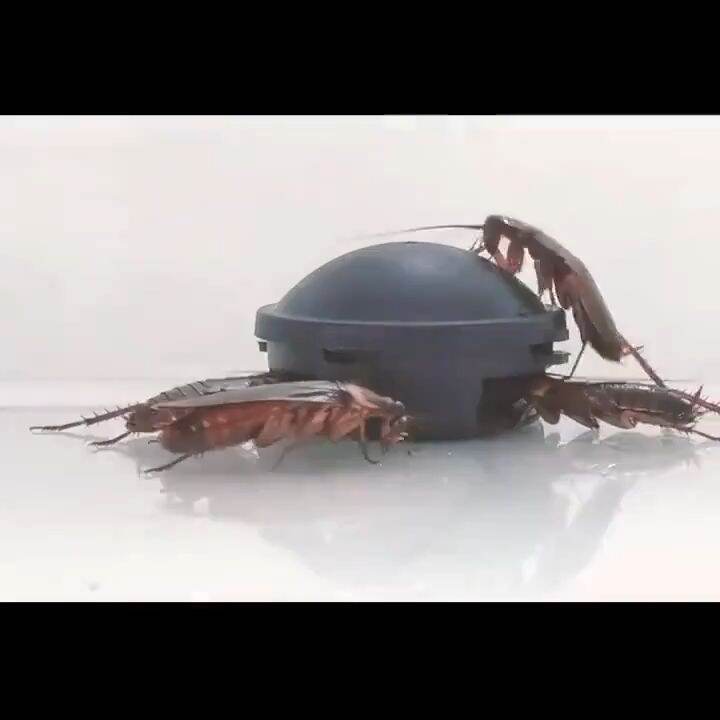 【new upgrade】Powerful Cockroach killer Cockroach eliminator Multi ...