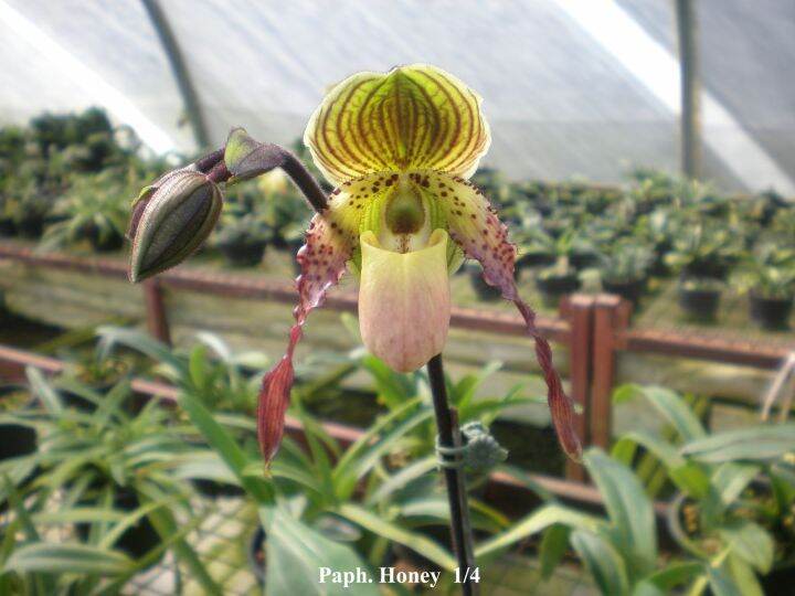 Paph.philippinense x Paph.primulinum var flavam | Lazada.co.th