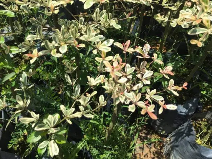 bucida batik | Lazada