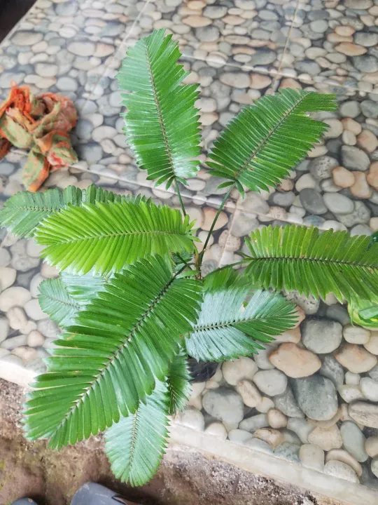 tanaman hias palm rotan pohon jernang | Lazada Indonesia