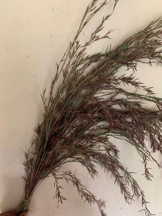 Bunga sereh kembang sereh wangi per ikat 20batang | Lazada Indonesia