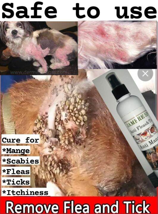 JAMERE SPRAY Gamot sa galis , patay pulgas,garapata kato 100 mL | Lazada PH