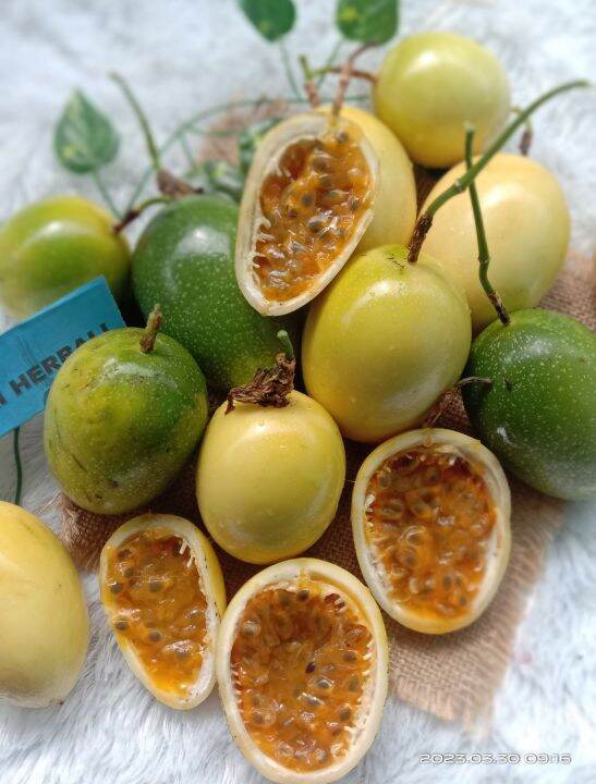 BUAH MARKISA HUTAN ASAM MANIS SEGAR PER 1 KG | Lazada Indonesia