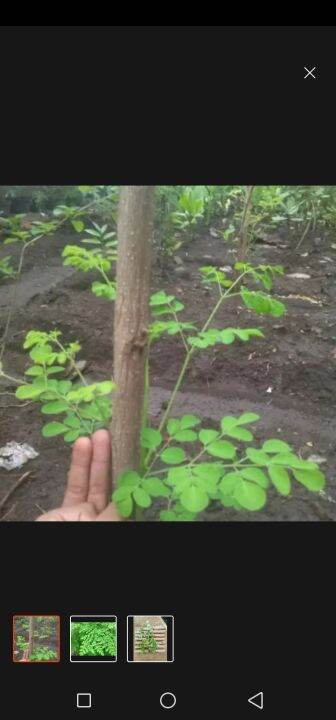 stek pohon kelor 20-25cm | Lazada Indonesia