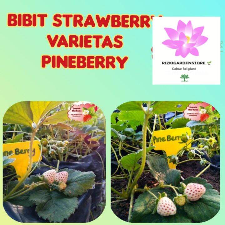 Tanaman strawberry putih pineberry | Lazada Indonesia
