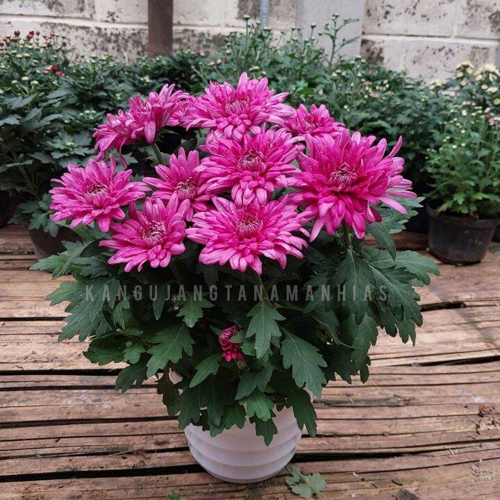 Tanaman Hidup Bunga Krisan Aster Real Grade A ( Batang Bunga lebih Besar ) Bisa pilih Warna ...