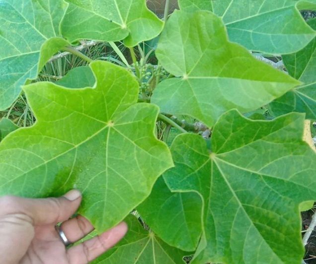 daun pokok jarak power | Lazada