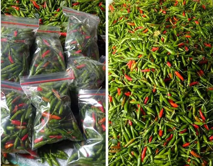 Cabe Rawit gunung super pedas segar per 500gram | Lazada Indonesia