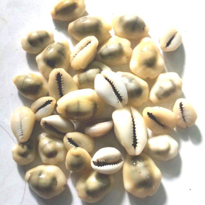 Cangkang kerang laut buli kopi kuning/biji congklak 1 kg | Lazada Indonesia