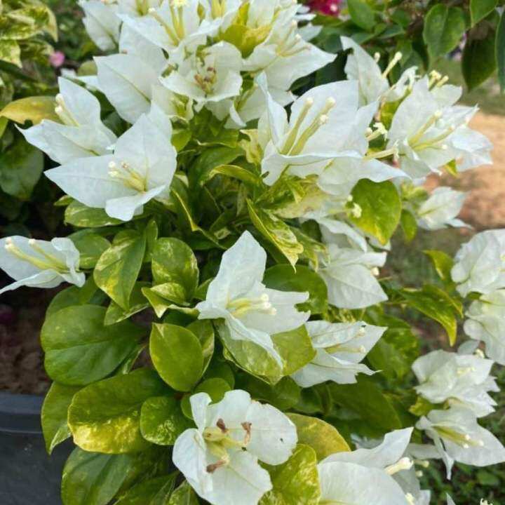 BOUGAINVILLEA ROOTED MERINDU | Lazada PH