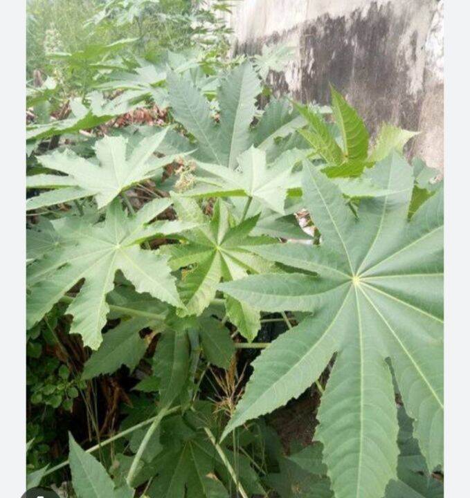 Daun Kaliki Merah Atau Daun Jarak Merah 1kg murah segar | Lazada Indonesia