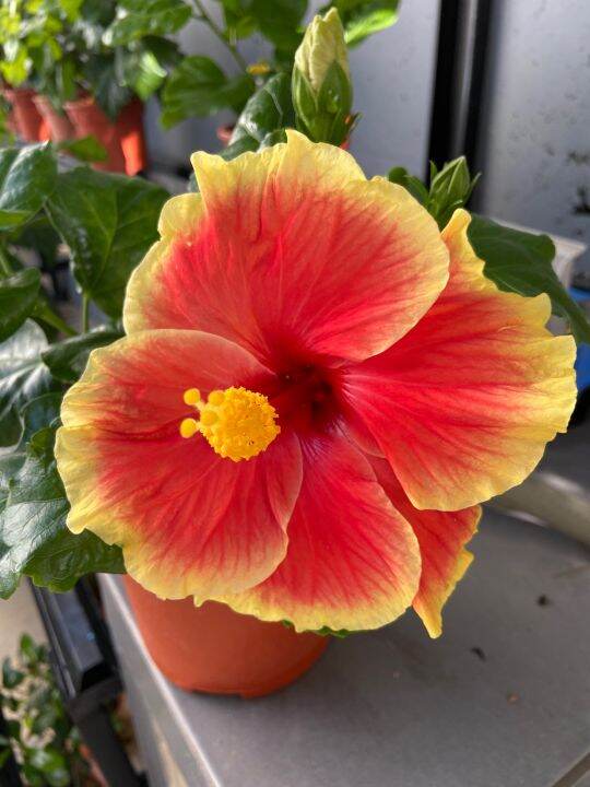 Bunga Raya Hibrid Real Plant Hybrid Hibiscus | Lazada