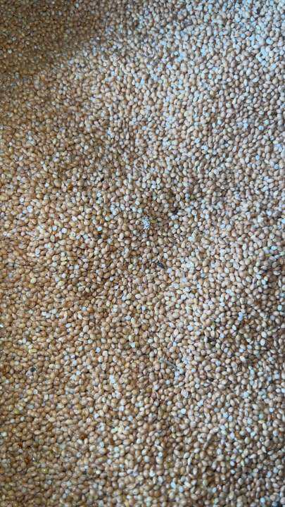 Sekoi Sambau Kuning Makanan Burung Merbuk 1KG | Lazada