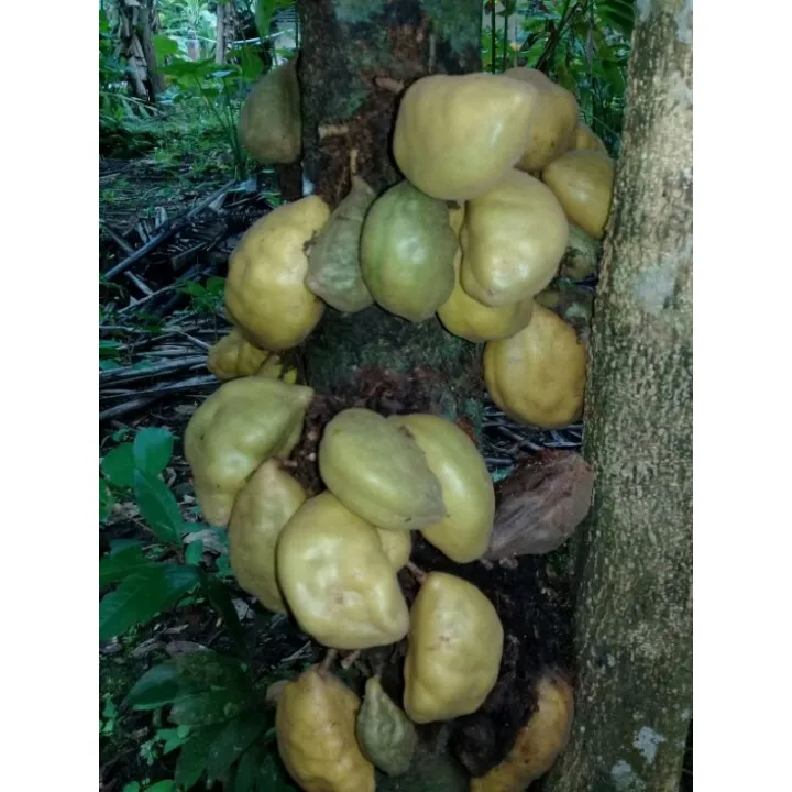 Buah nam nam pukih | Lazada Indonesia