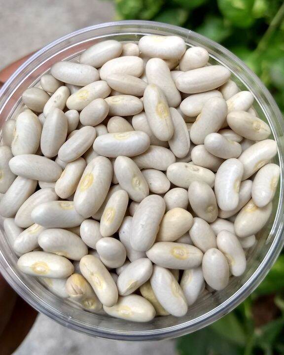 White Rajma – White Kidney Beans (ถั่วขาว) 500g. | Lazada.co.th