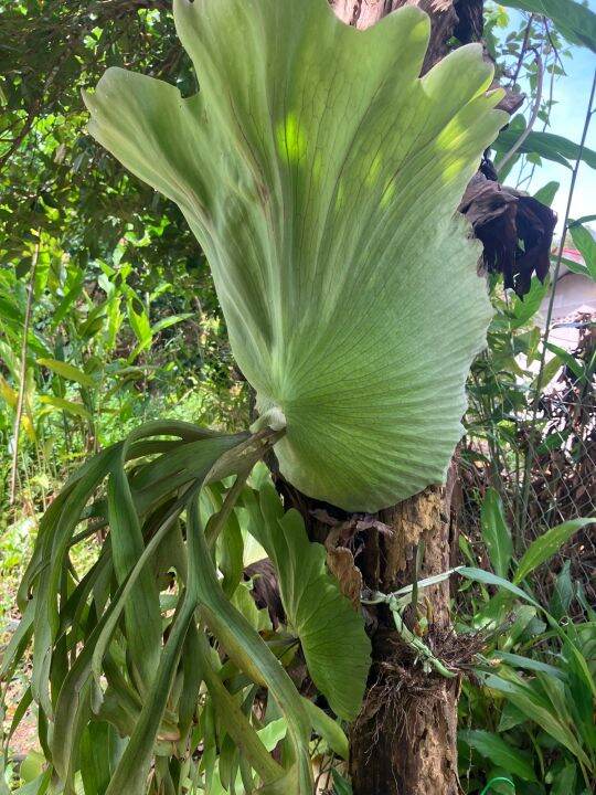 pokok tanduk rusa murah dan besar | Lazada