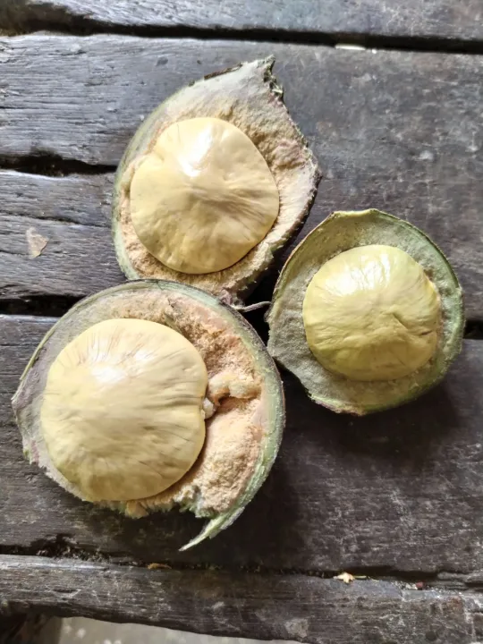 buah jering muda 1kg, buah jering tua, jengkol muda, jering ulam ...