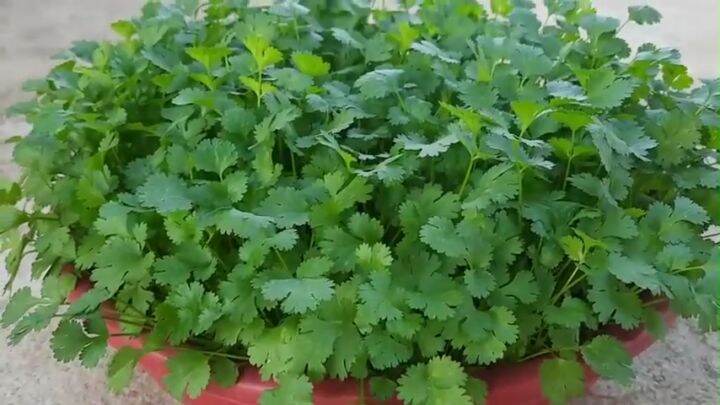 (150 SEEDS) - CILANTRO/CORIANDER/WANSOY/HERBS/FOR PLANTING/HIGH ...