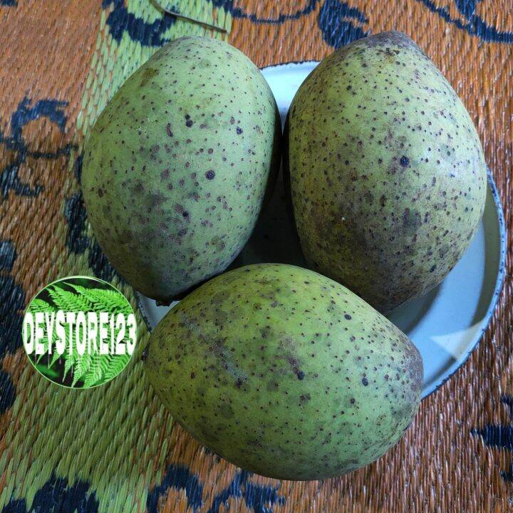 Jual Buah Bacang atou limus muda per 1 kg | Lazada Indonesia