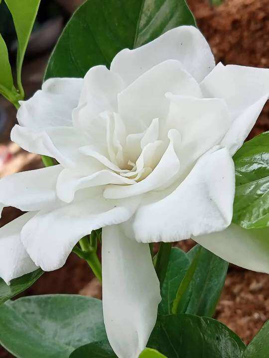 Green Rosal plant Fragrant plant Live plant Double petals /rosal ...