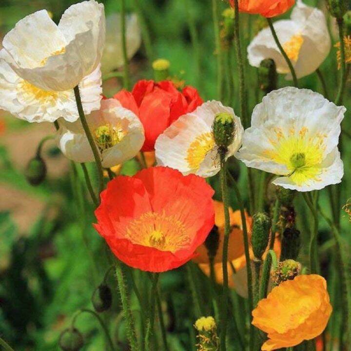 เมล็ดพันธุ์ ดอกป็อปปี้ คละสี (Poppy Flower Mix Seed) บรรจุ 200 เมล็ด ...