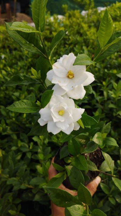 green rosal double petals fragrant plant live plant rooted and stablish .[MABANGO ANG BULAKLAK ...