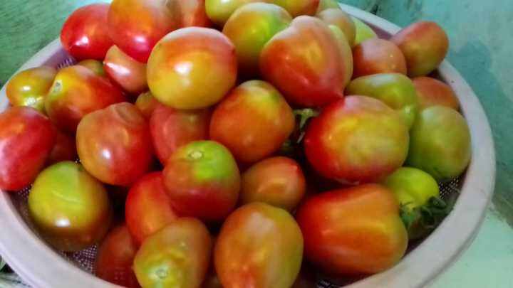 TOMAT APEL SEGAR 1KG/ 1000 grm | Lazada Indonesia