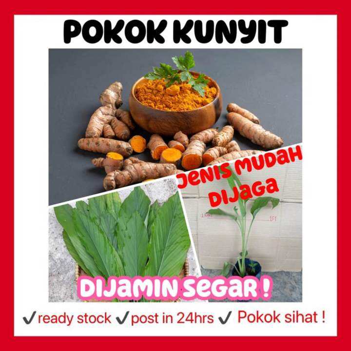 RINA • pokok kunyit • turmeric curcuma longa daun kebun masak herbs ...