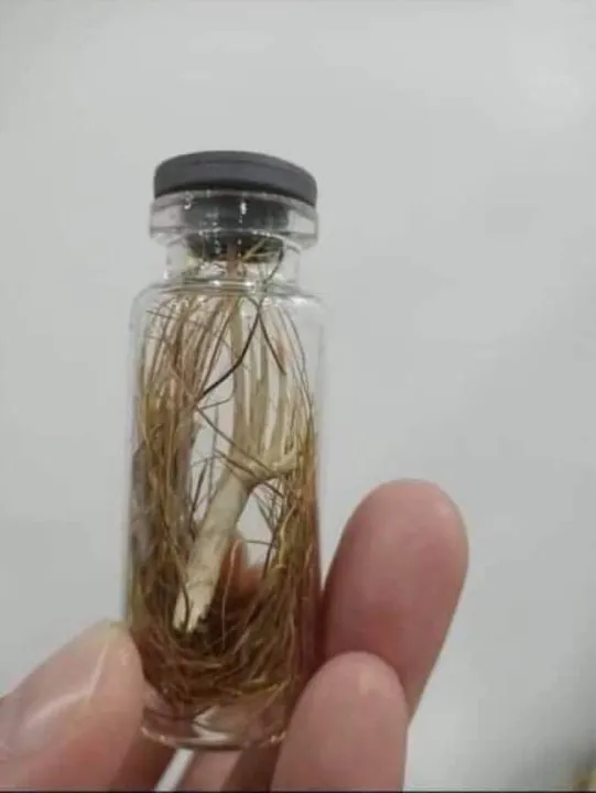 Kahoy ng Tagupaypay At Buhok ng Tikbalang gumagalaw sa Bote Pampaswerte ...