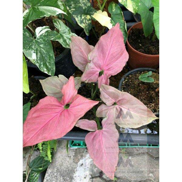 Syngonium Neon Pink Robusta rare seedlings | Lazada PH