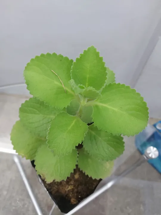 4 pcs Oregano plant cuttings rooted | Lazada PH